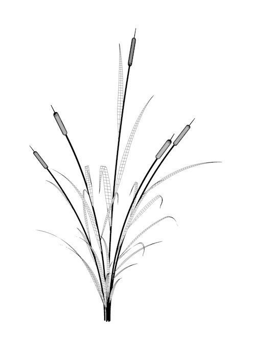 Reed Plant free 3D model | CGTrader
