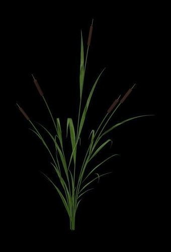 Reed Plant free 3D model | CGTrader