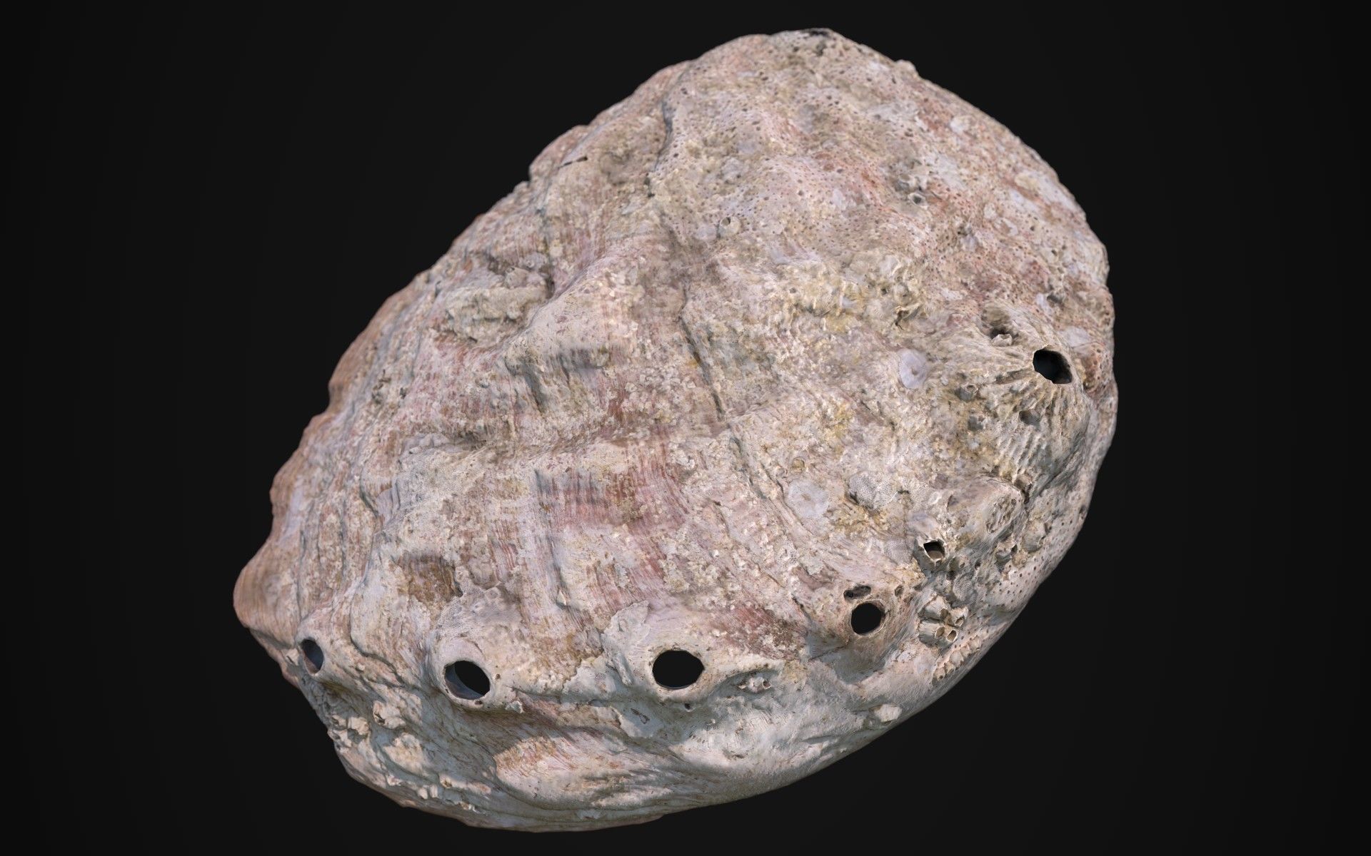 3D model Abalone Shell High Detail Photoscan VR / AR / low-poly | CGTrader