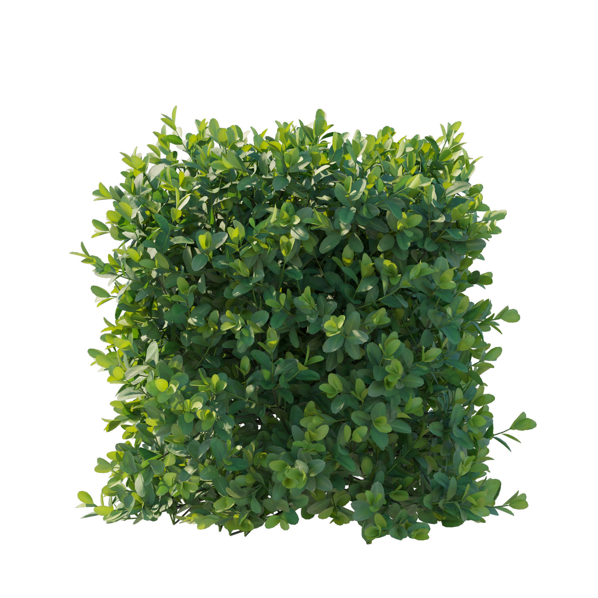 Boxwood bush 3D model | CGTrader
