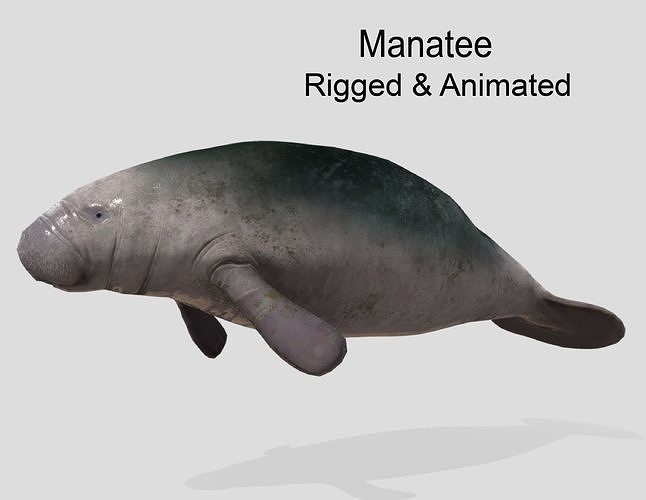 3D model Manatee Animated Low-poly VR / AR / low-poly | CGTrader