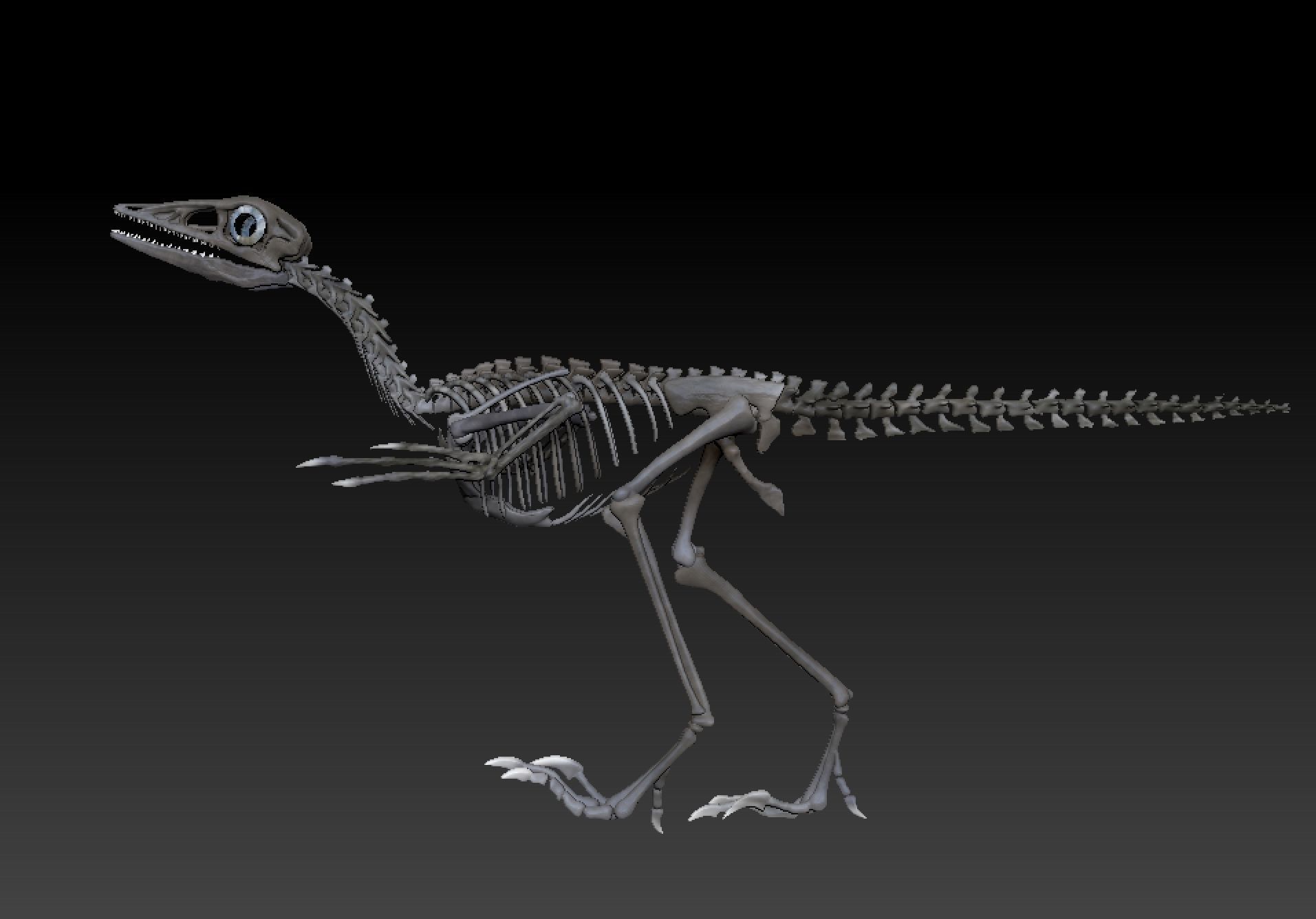 Archaeopteryx Skeleton - Full 3D archaeopteryx dinosaur bones 3D model ...