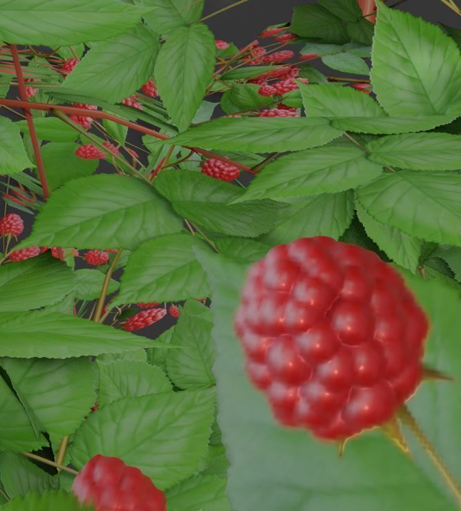3D model Low-Poly Rasberry Bushes and Hedges VR / AR / low-poly | CGTrader