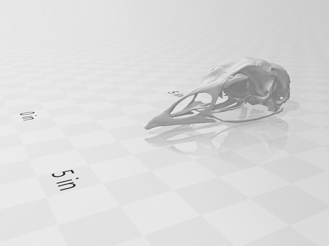 Skull - Wild Eastern Turkey 3D model 3D printable | CGTrader