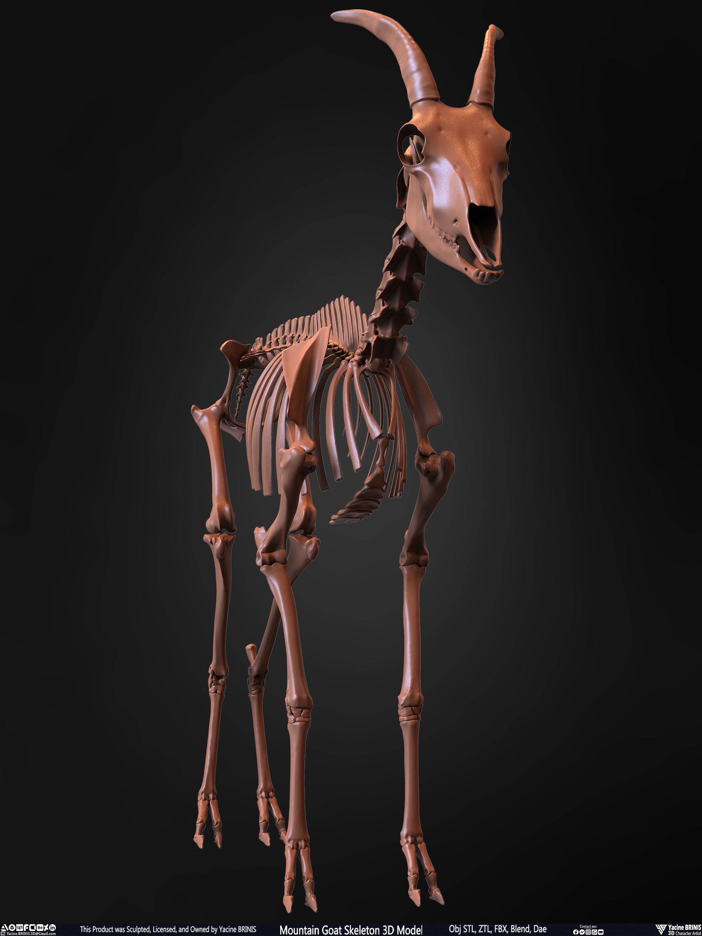 3D model Mountain Goat Skeleton 3D Model VR / AR / low-poly | CGTrader