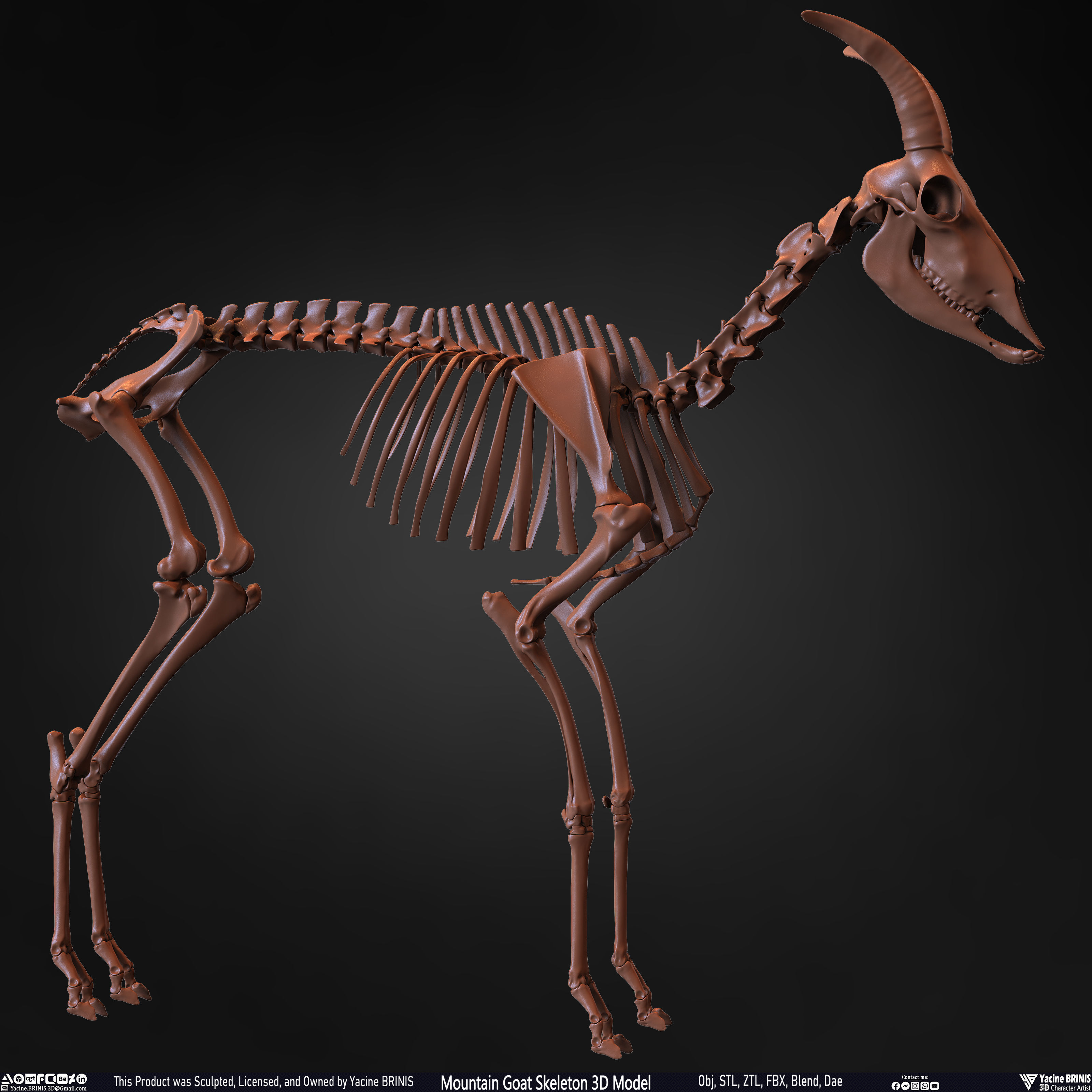 3D model Mountain Goat Skeleton 3D Model VR / AR / low-poly | CGTrader