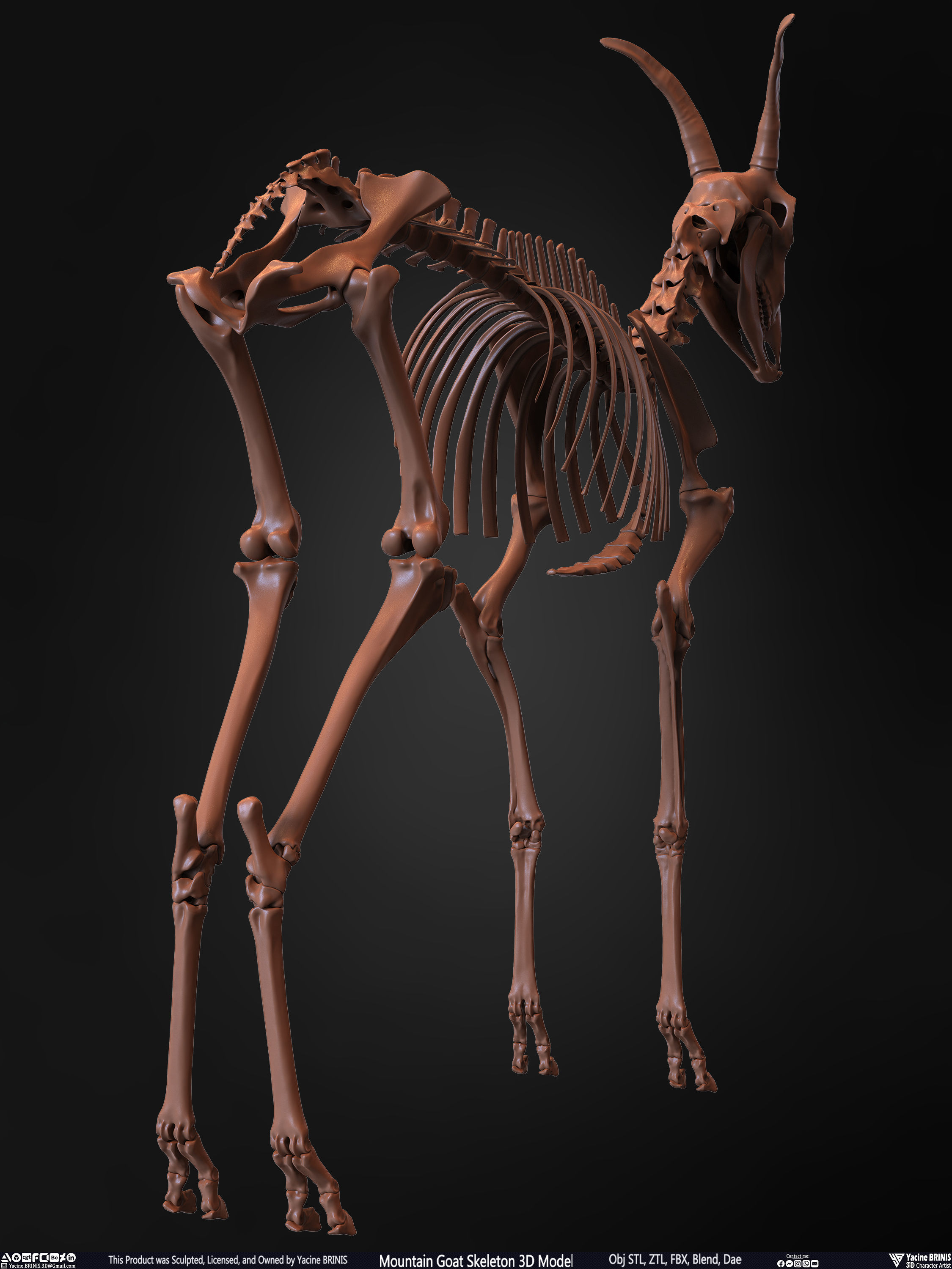 3D model Mountain Goat Skeleton 3D Model VR / AR / low-poly | CGTrader