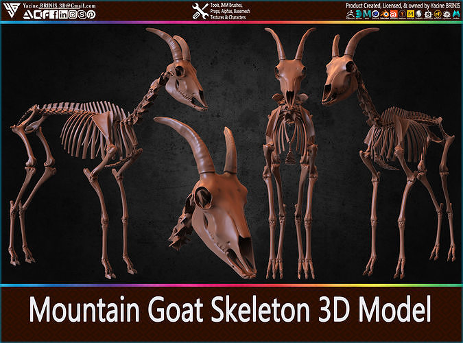 3D model Mountain Goat Skeleton 3D Model VR / AR / low-poly | CGTrader