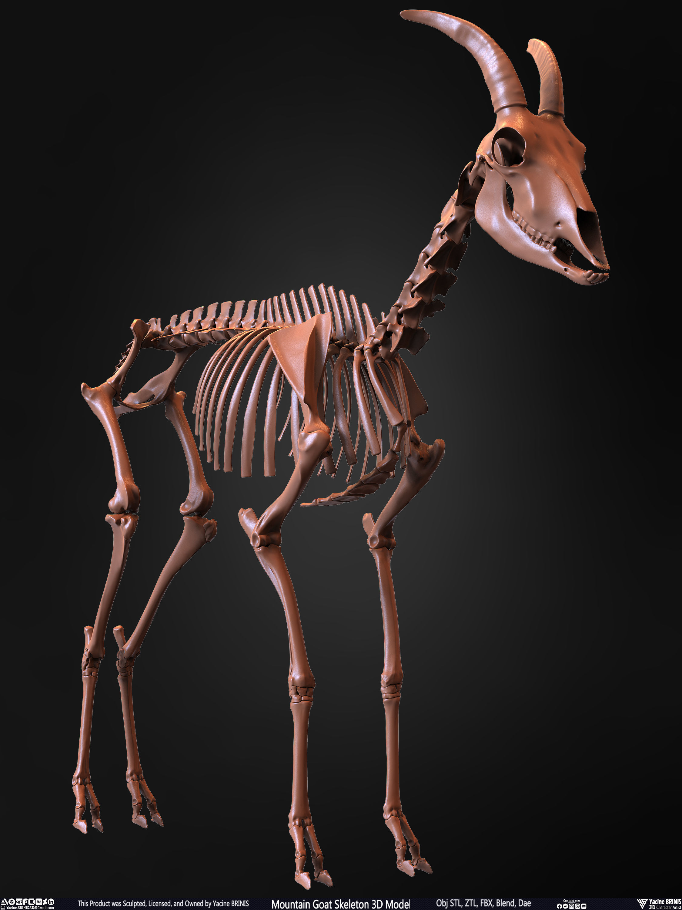 3D model Mountain Goat Skeleton 3D Model VR / AR / low-poly | CGTrader
