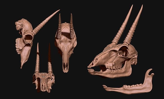 Ourebia ourebi - Oribi Skull CNC and 3D model 3D printable | CGTrader