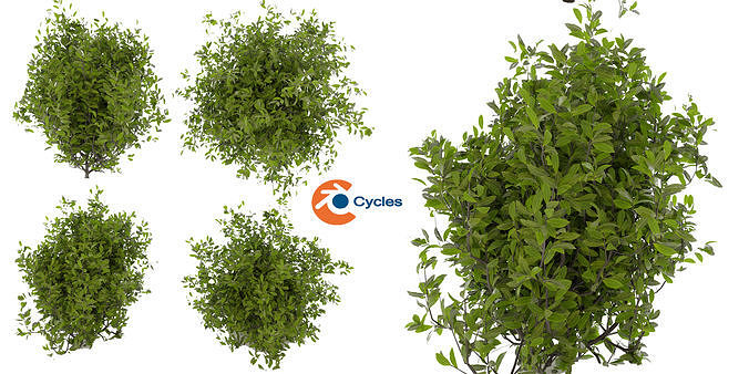 Collection plant vol 495 - Outdoor - bush - blender model 3D model ...