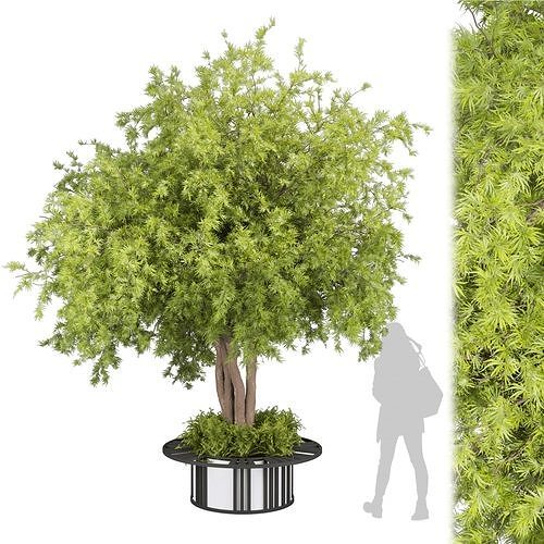 Collection plant vol 497 - Urban environment - tree - Acer 3D model ...