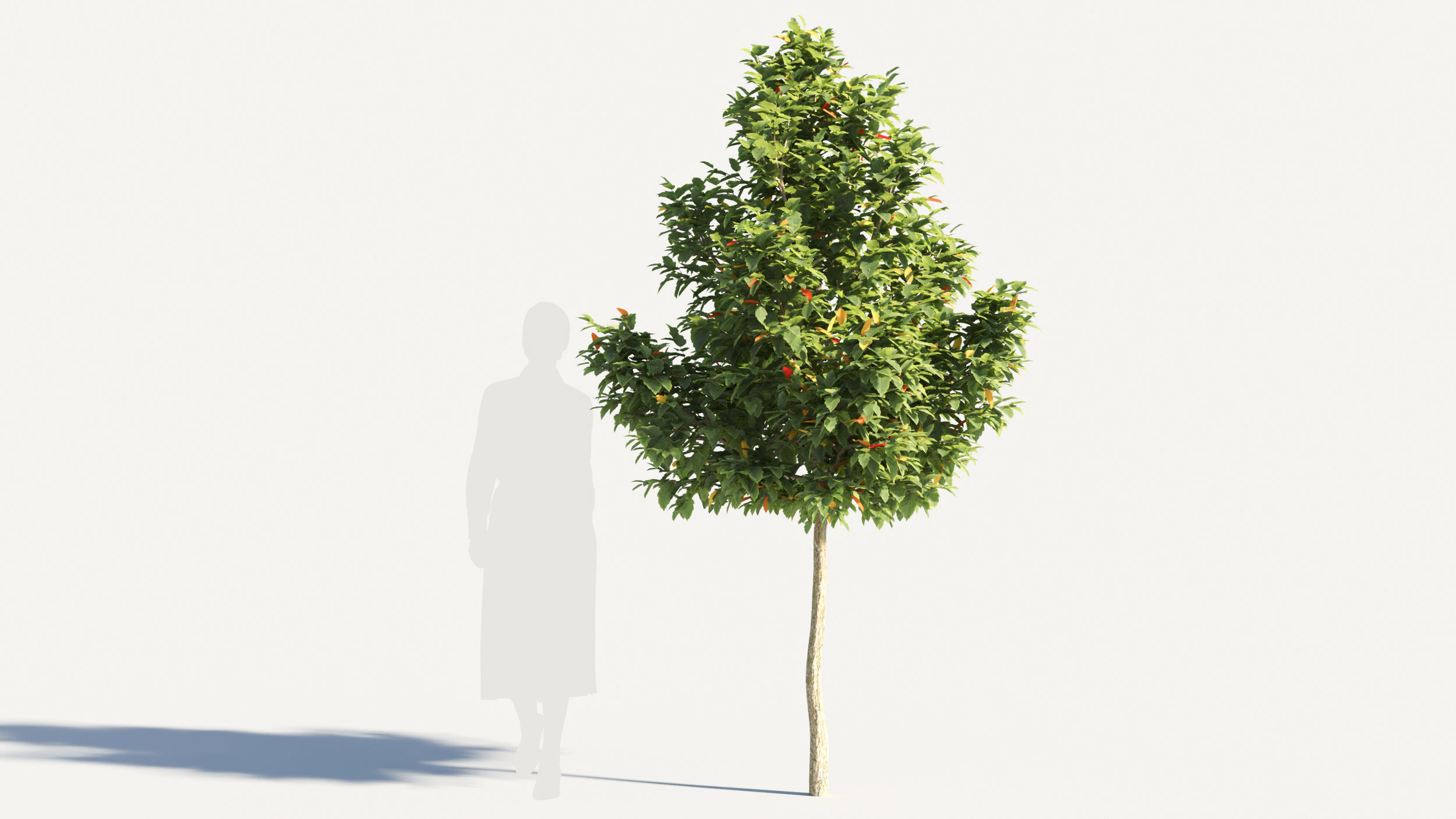 Acer negundo tree 3D model | CGTrader