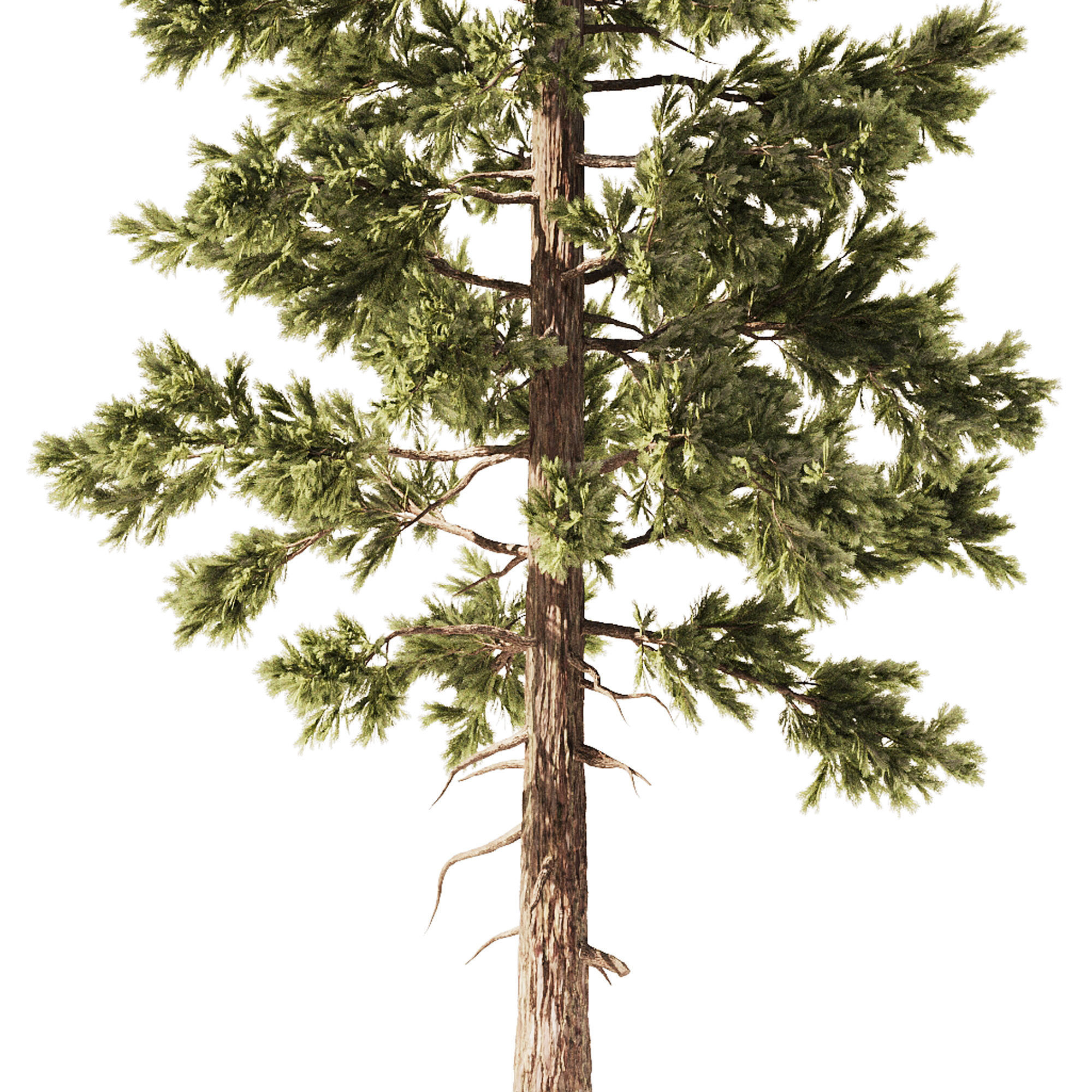 Pine Tree Set1 3D model | CGTrader