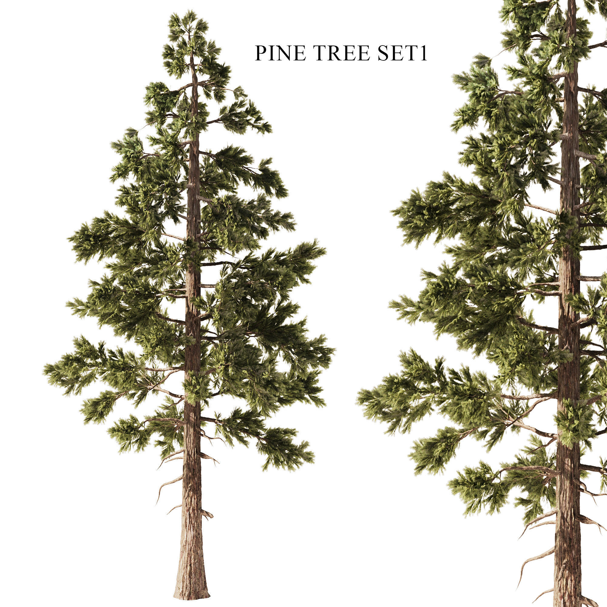 Pine Tree Set1 3D model | CGTrader