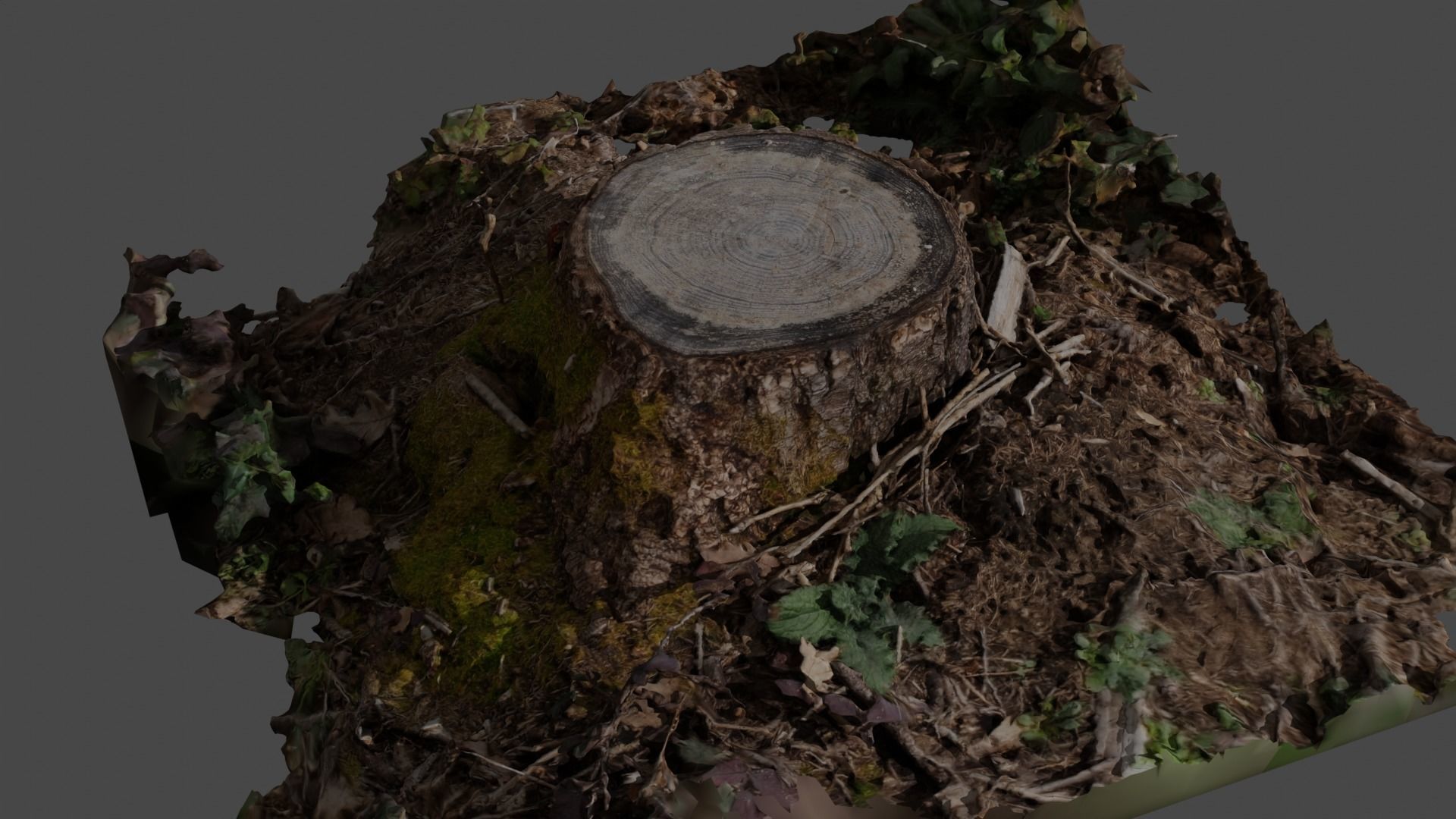 Realistic Trunk Photoscanned free 3D model | CGTrader