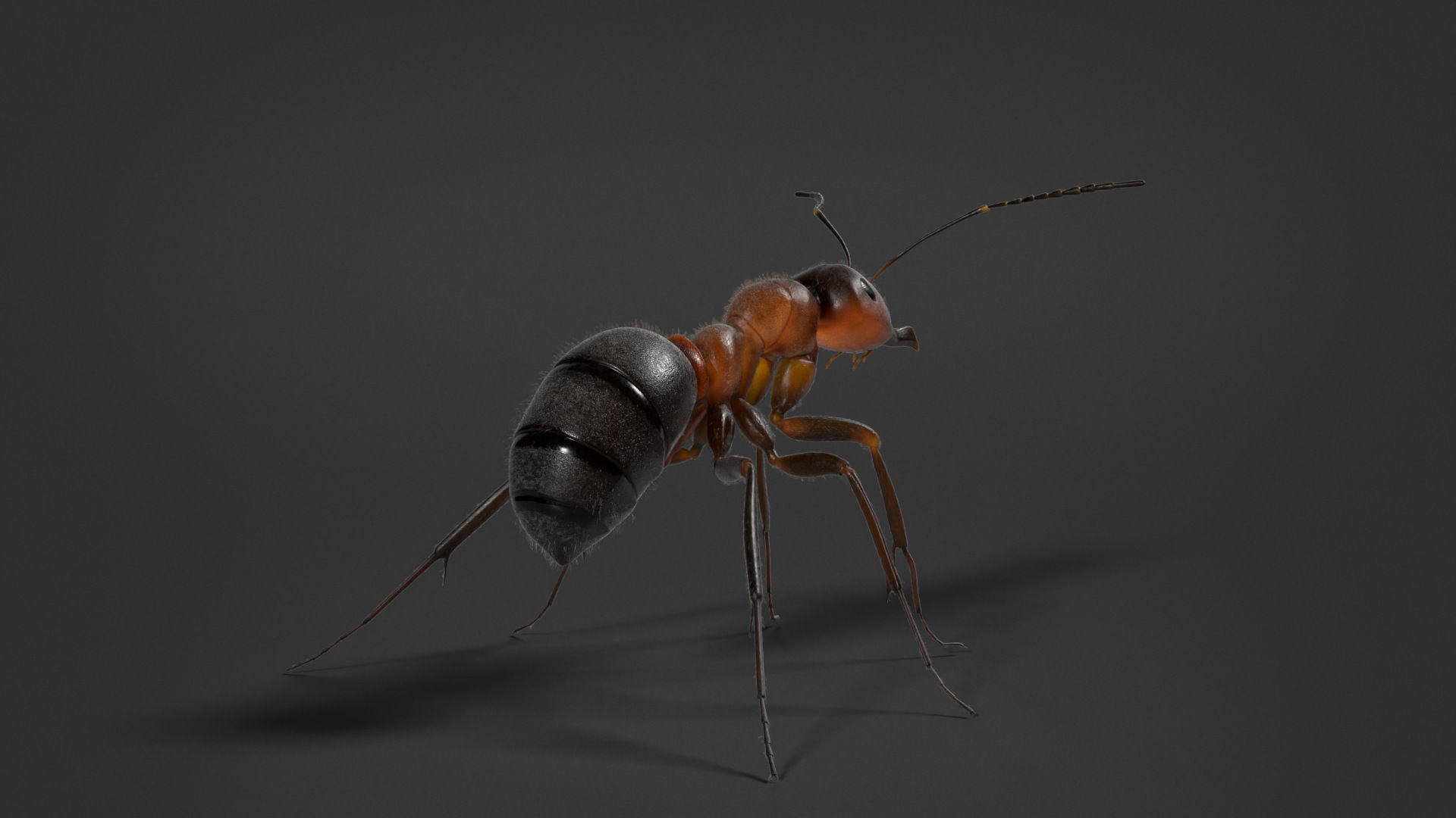 Carpenter Ant Animation VFX Grace 3D model animated rigged | CGTrader