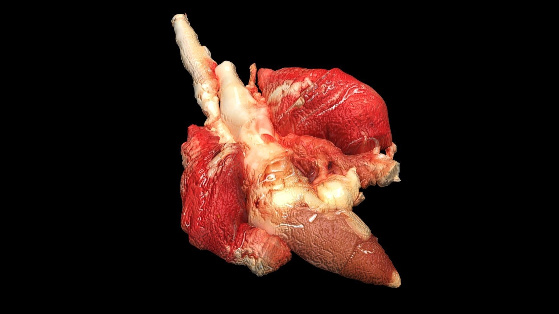 Chicken Lungs 3D model | CGTrader