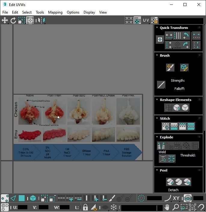 Chicken Lungs 3D model | CGTrader