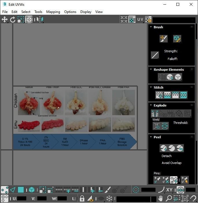 Chicken Lungs 3D model | CGTrader