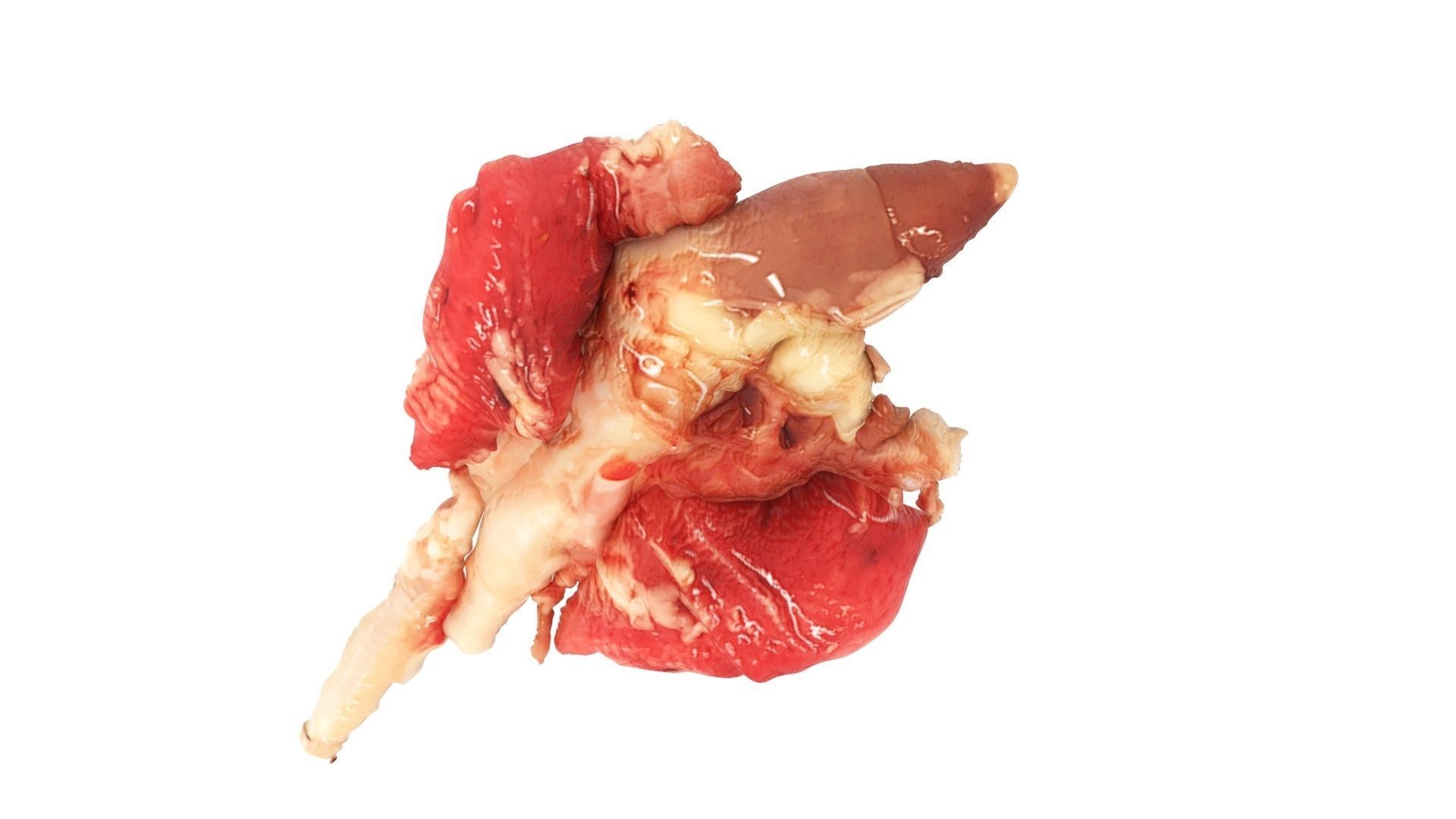 Chicken Lungs 3D model | CGTrader