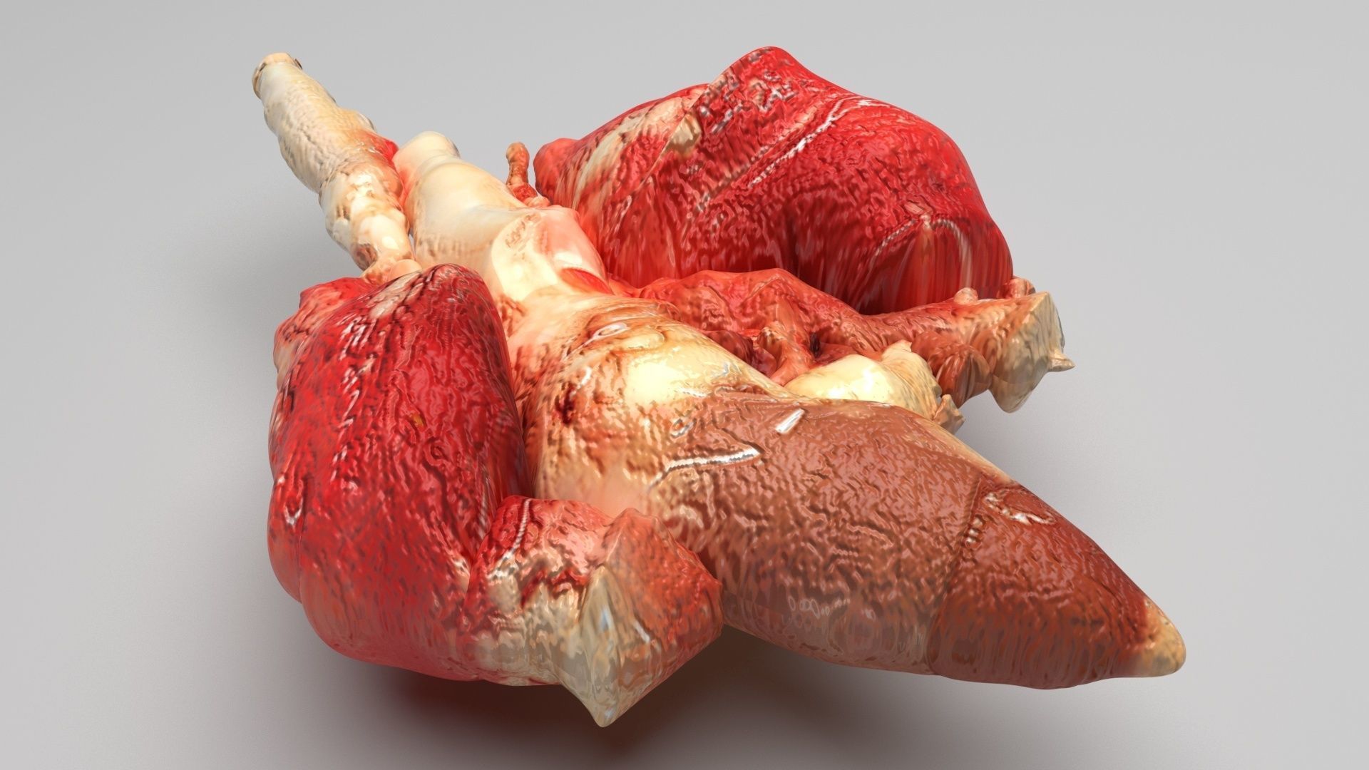 Chicken Lungs 3D model | CGTrader