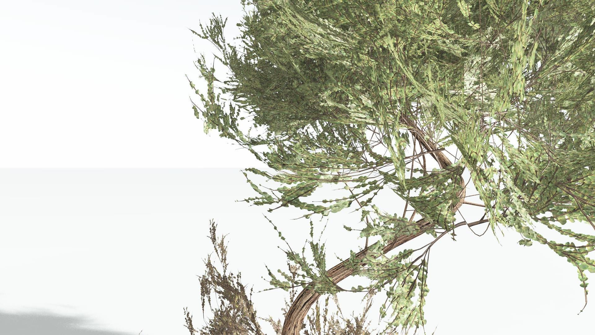 EVERYPlant Shadscale 3 --18 Models-- 3D model | CGTrader