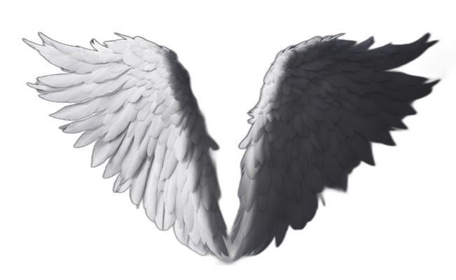 Angel Wings Collection Texture | CGTrader