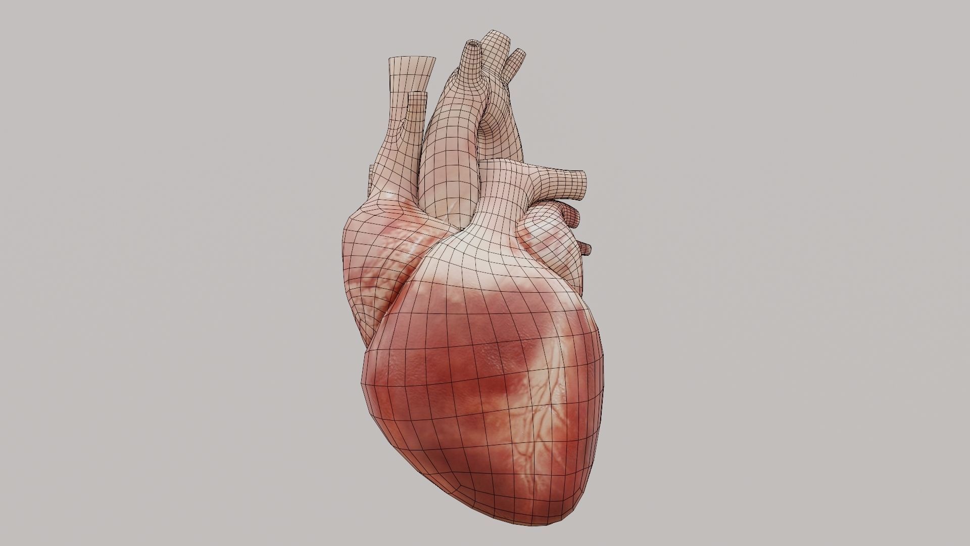 3D model Real Low poly Human Heart Animated VR / AR / low-poly | CGTrader