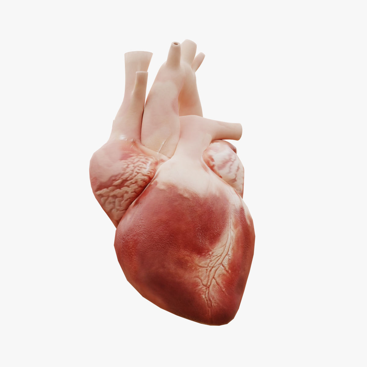 3D model Real Low poly Human Heart Animated VR / AR / low-poly | CGTrader