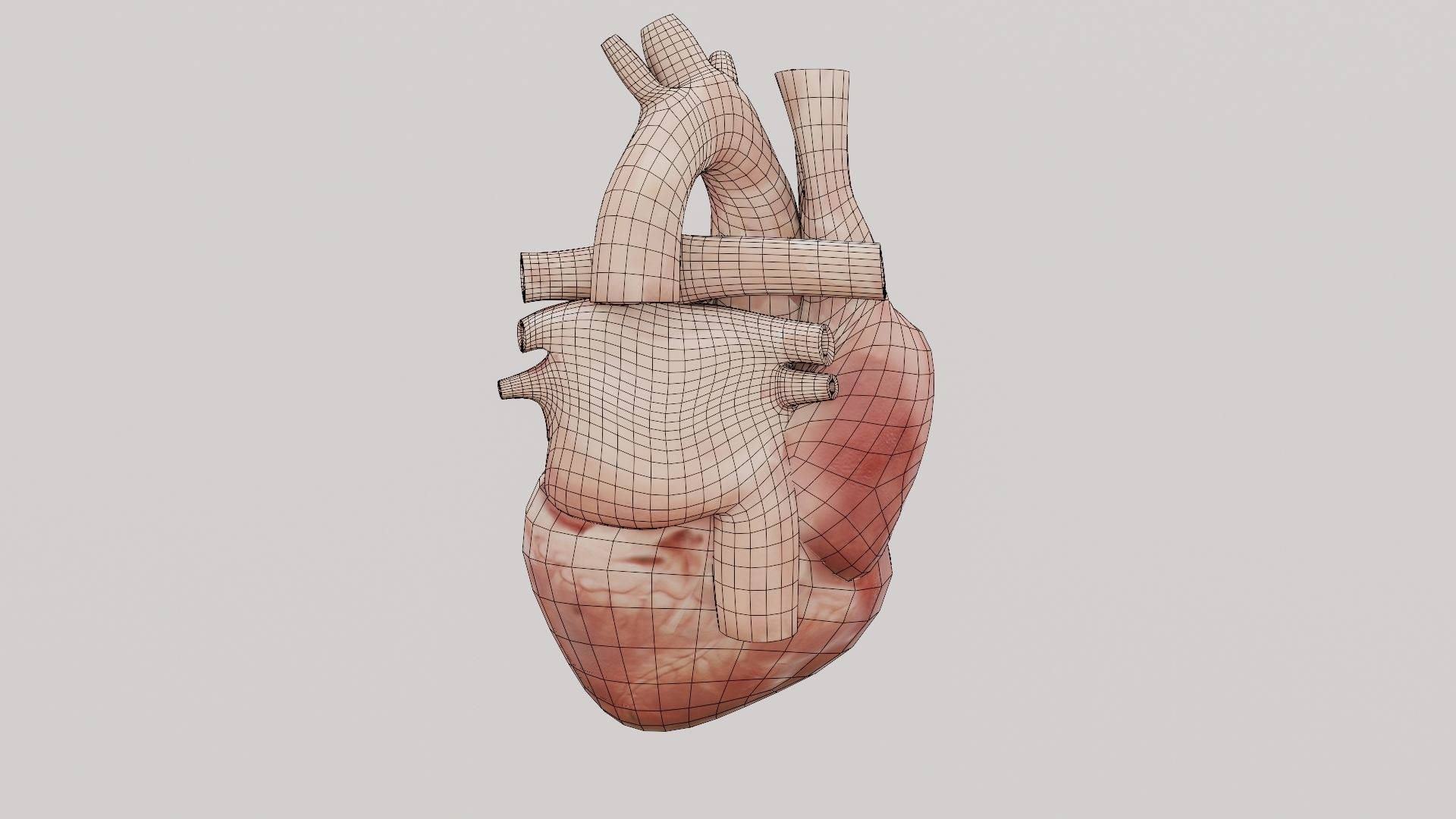 3D model Real Low poly Human Heart Animated VR / AR / low-poly | CGTrader