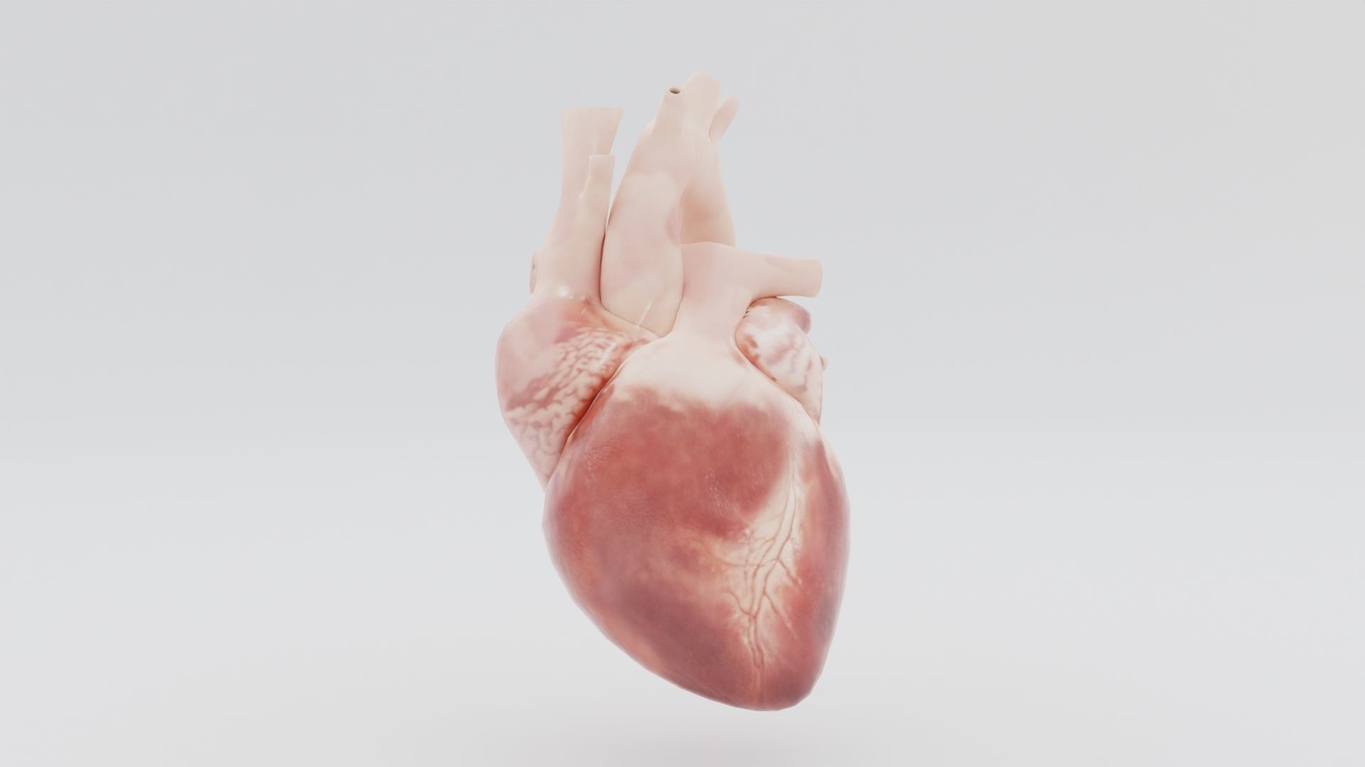 3D model Real Low poly Human Heart Animated VR / AR / low-poly | CGTrader