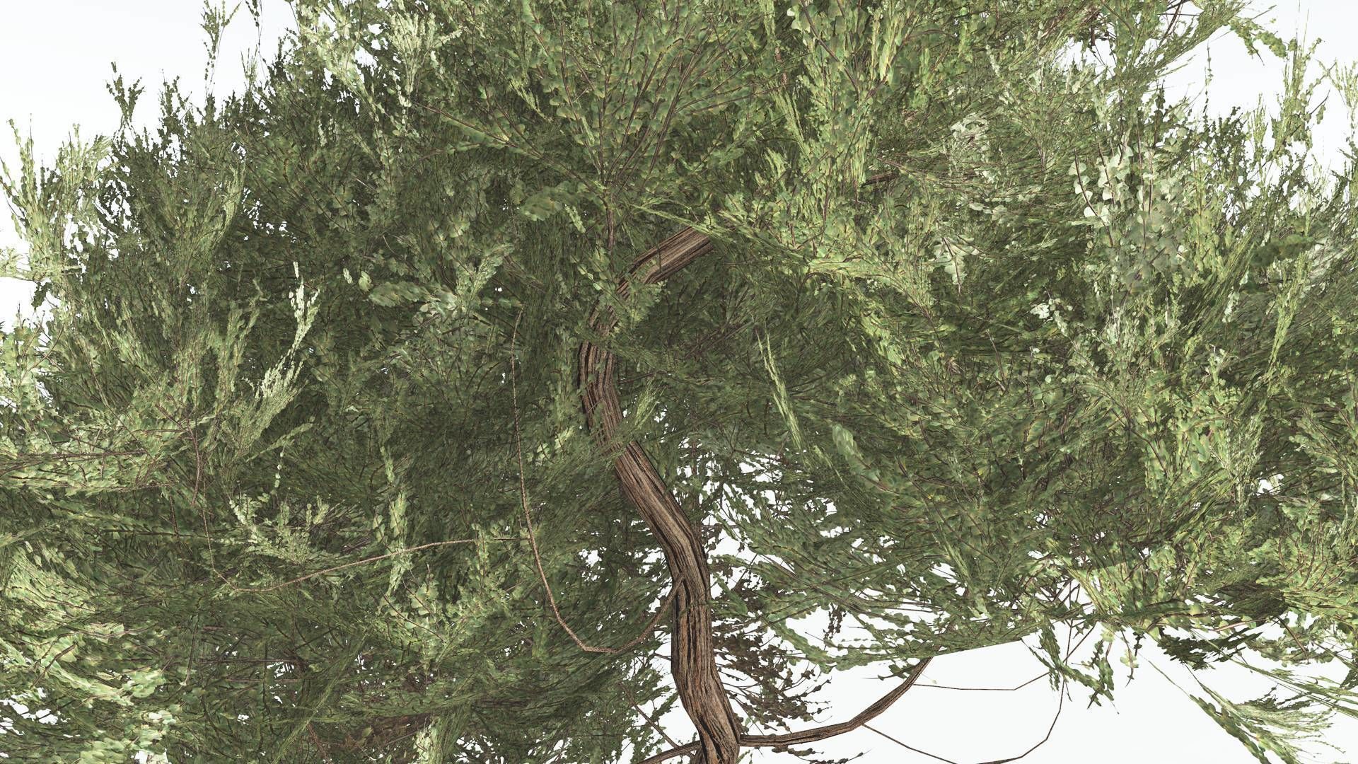 EVERYPlant Shadscale 4 --18 Models-- 3D model | CGTrader