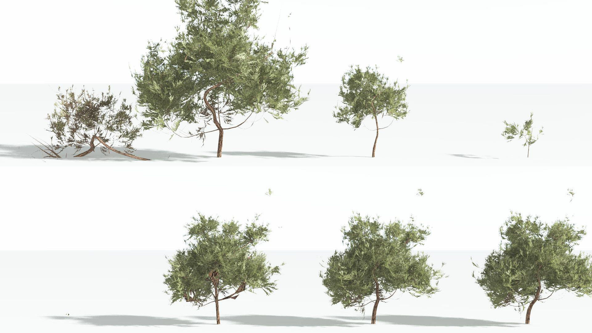 EVERYPlant Shadscale 4 --18 Models-- 3D model | CGTrader