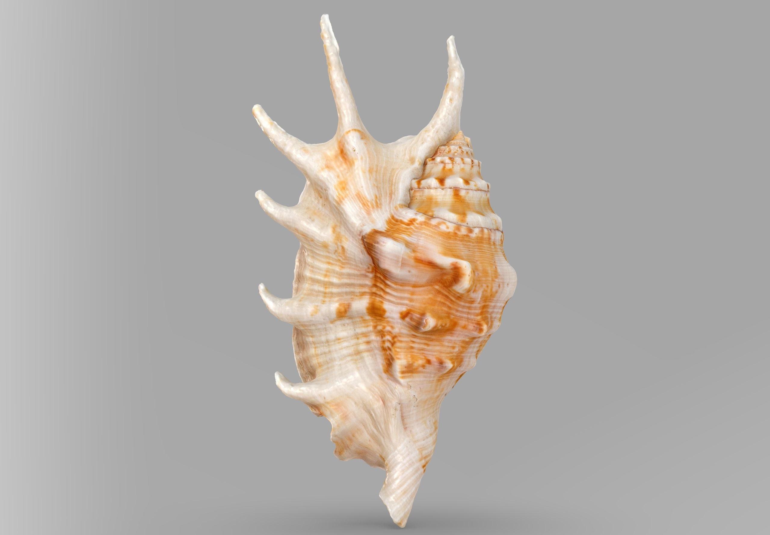 3D model Sea Shells set 2 VR / AR / low-poly | CGTrader