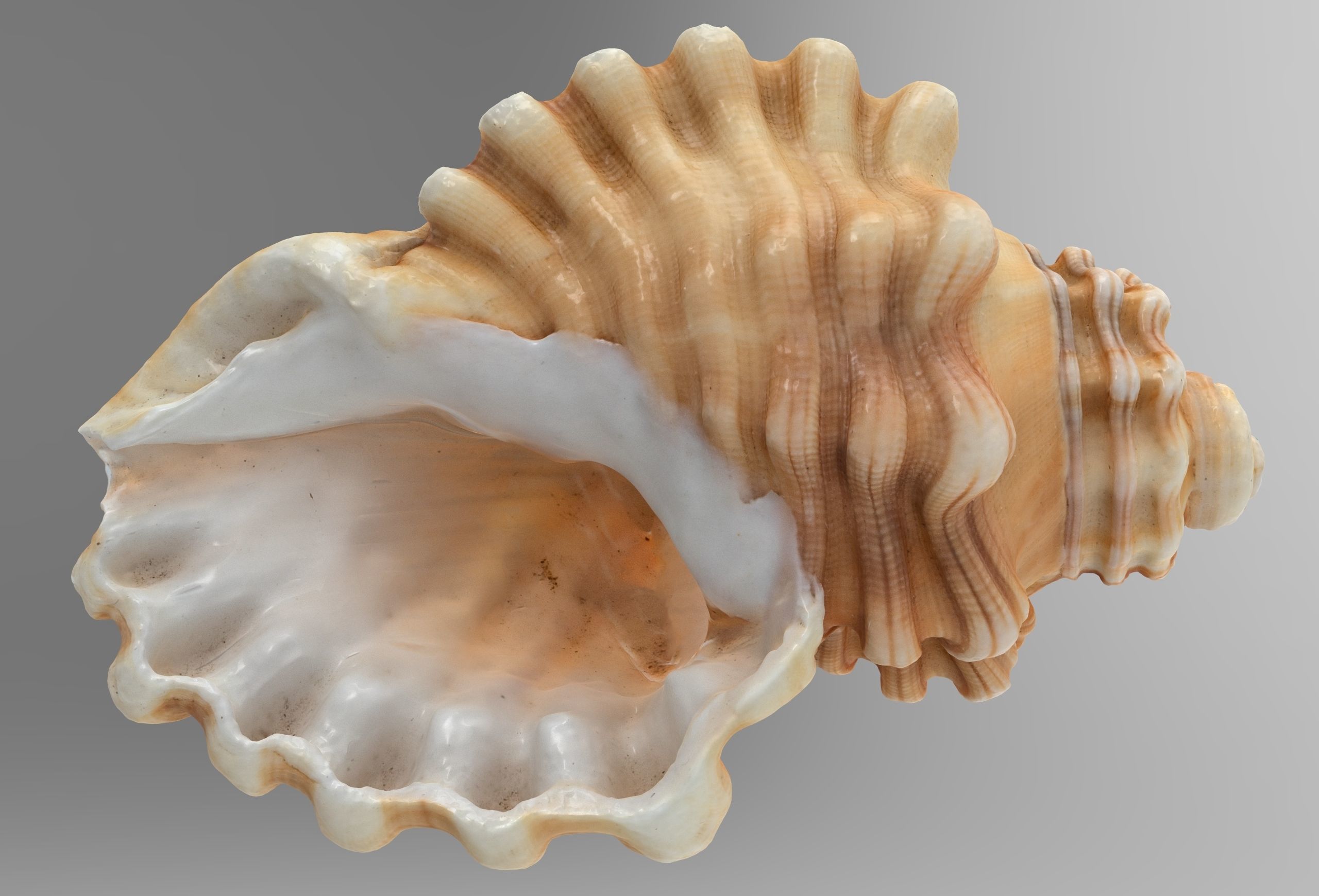 3D model Sea Shells set 2 VR / AR / low-poly | CGTrader
