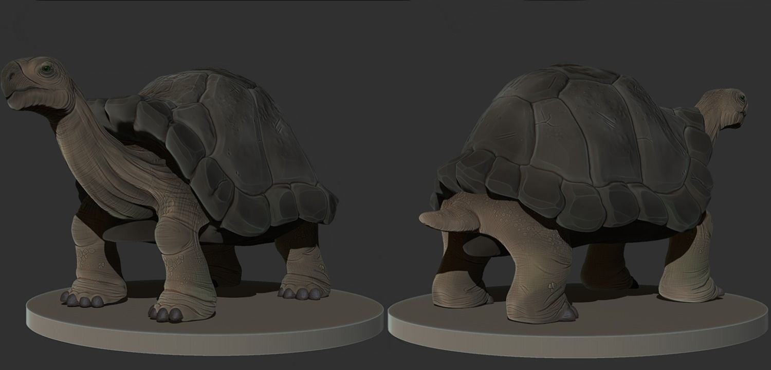 Tortoise 3D High Poly Model 3D model | CGTrader