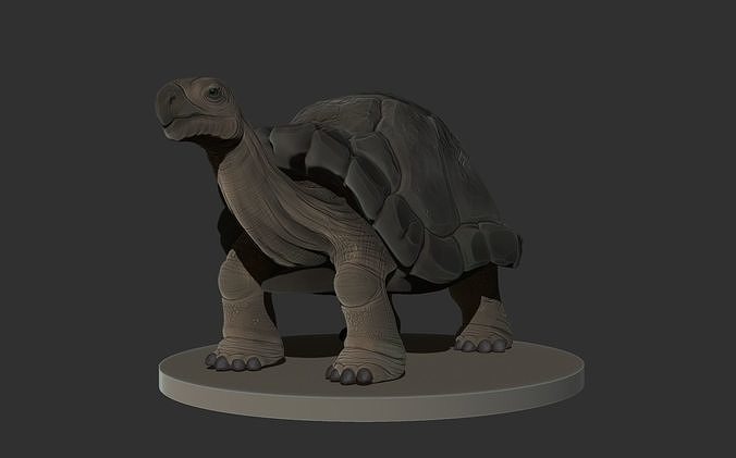 Tortoise 3D High Poly Model 3D model | CGTrader