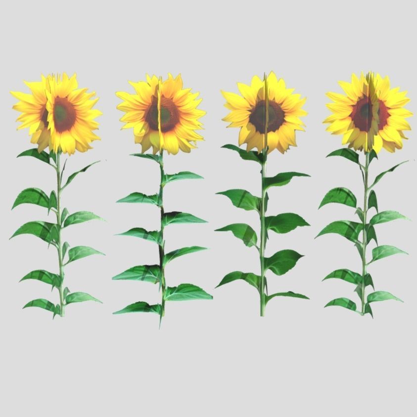 sunflower 3D model | CGTrader