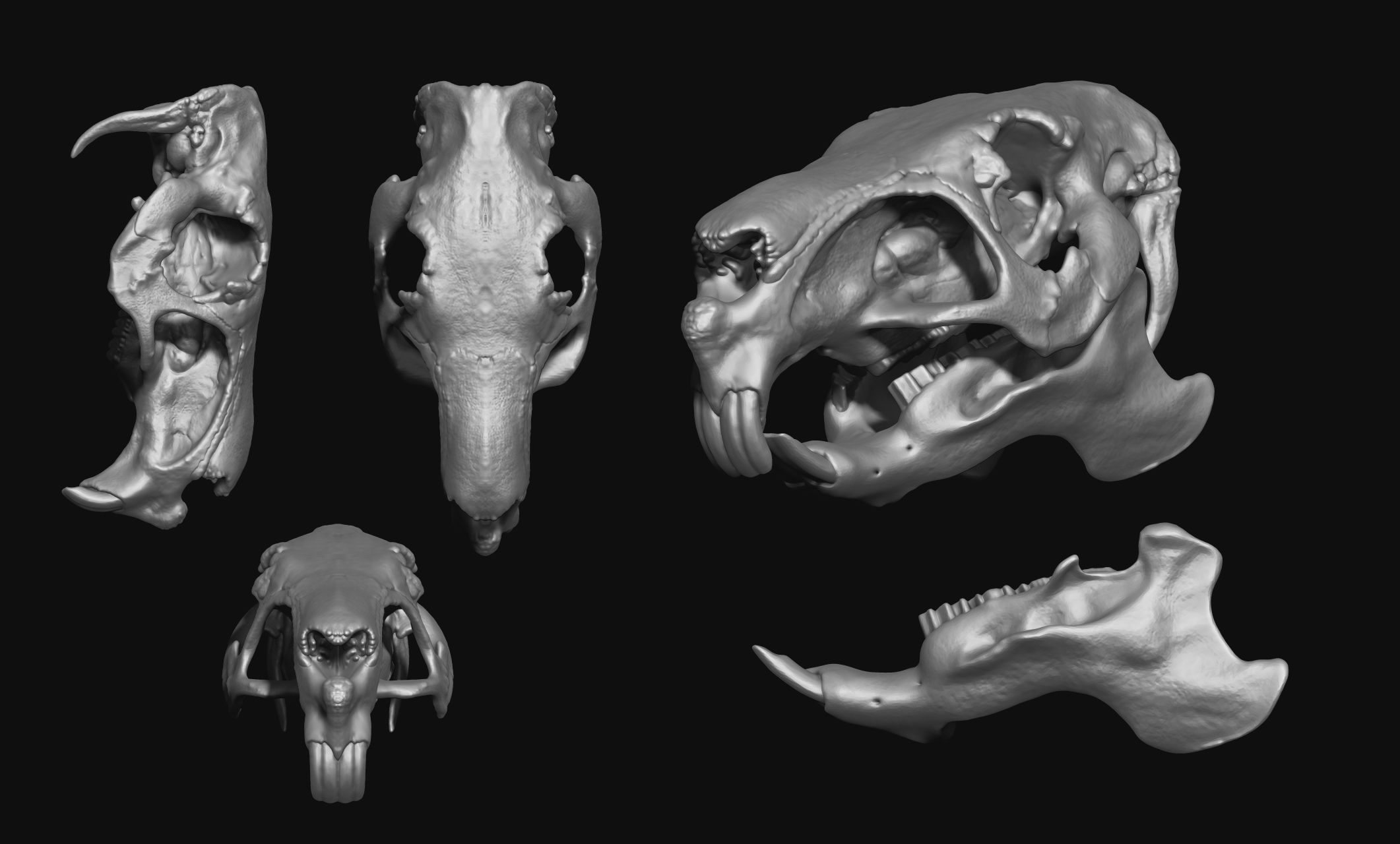 Capybara - Hydrochoerus hydrochaeris - Skull CNC and 3D model 3D ...