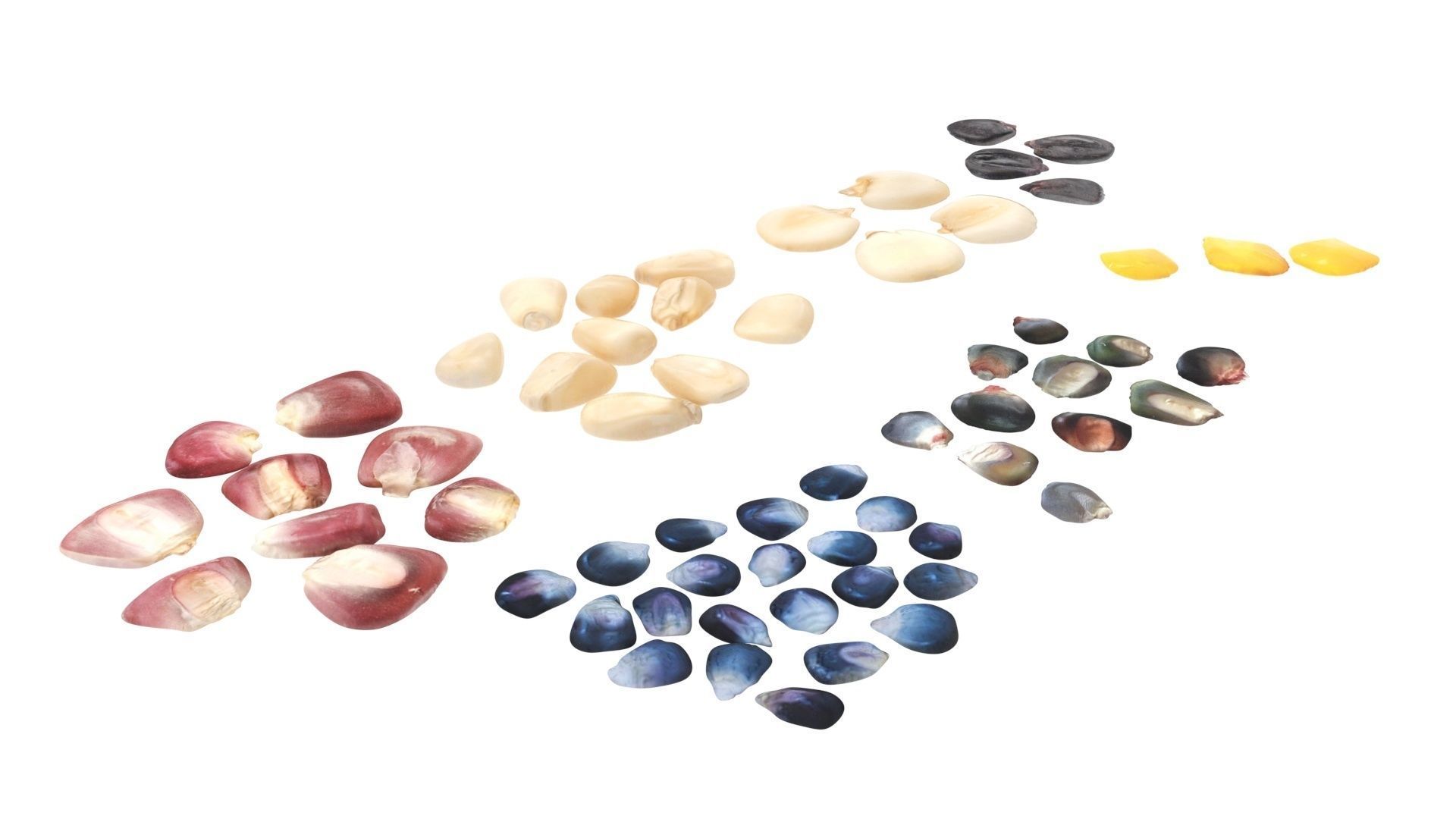 Colored Corn Kernels Set 3D model | CGTrader