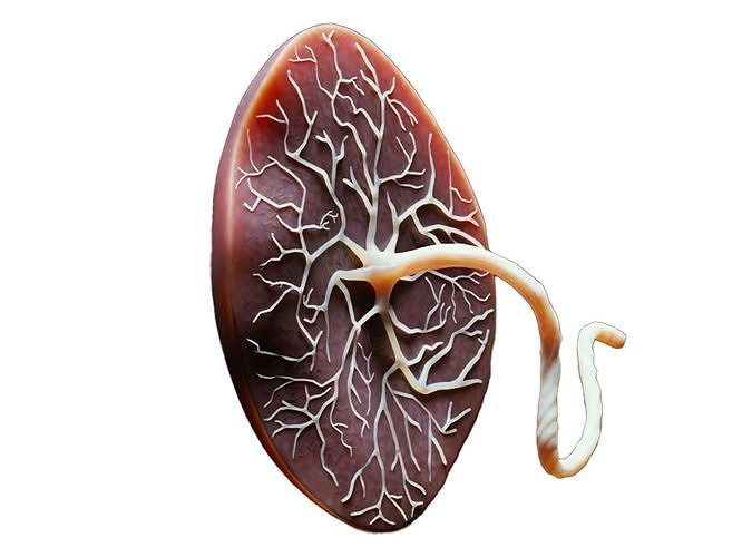 Placenta Anatomy 3D model | CGTrader
