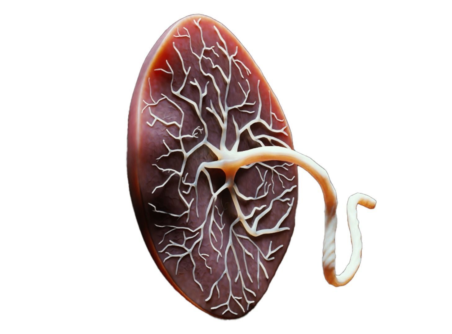 Placenta Anatomy 3D model | CGTrader