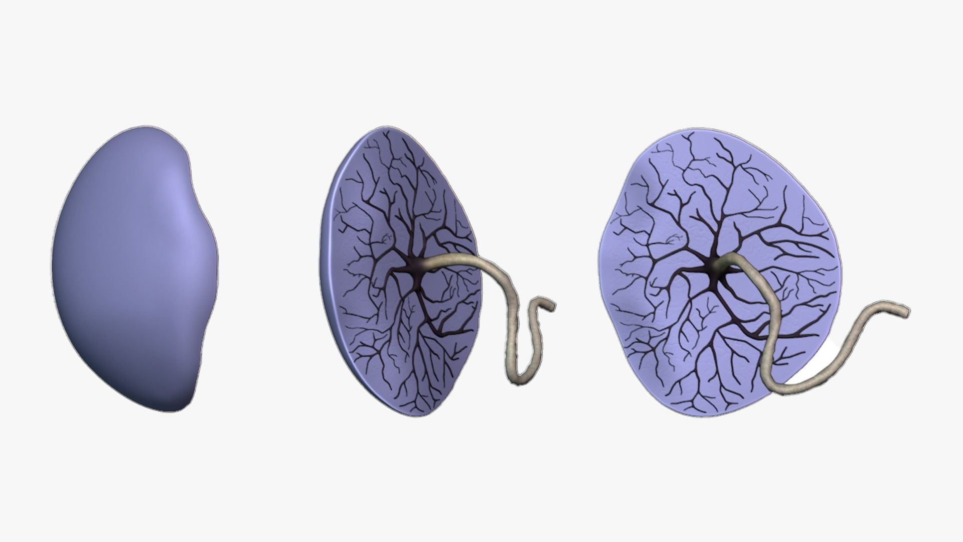 Placenta Anatomy 3D model | CGTrader