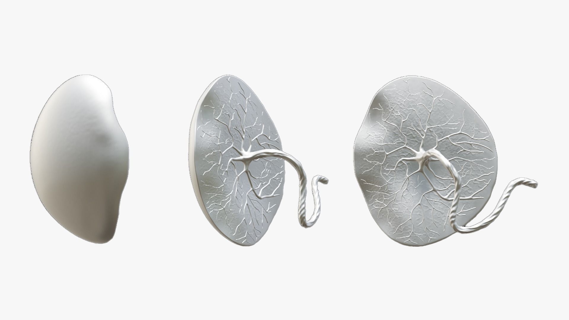 Placenta Anatomy 3D model | CGTrader