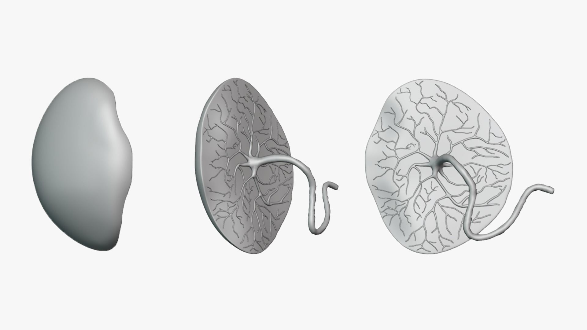 Placenta Anatomy 3D model | CGTrader