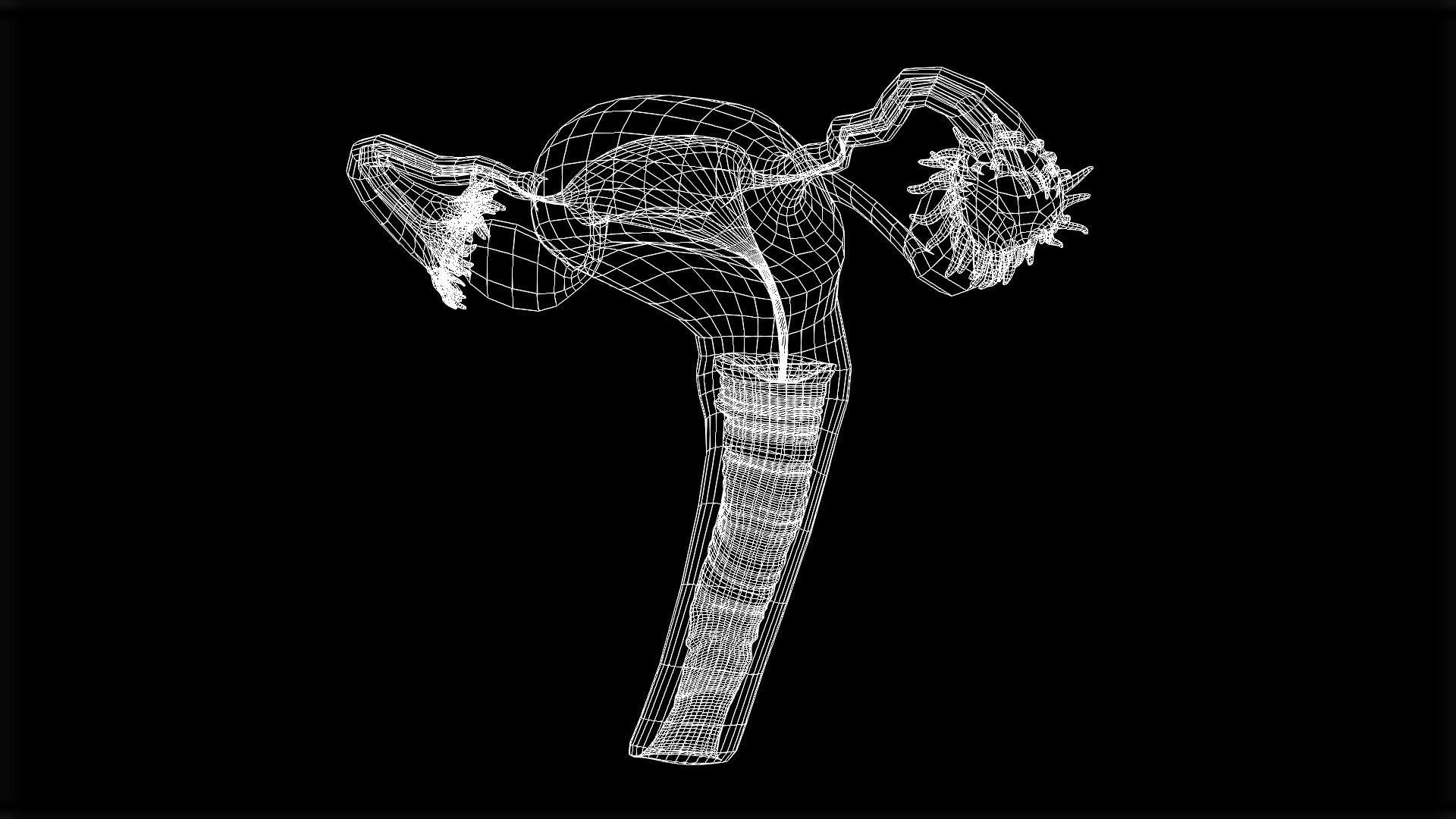 Female Anatomy 3d Model Cgtrader