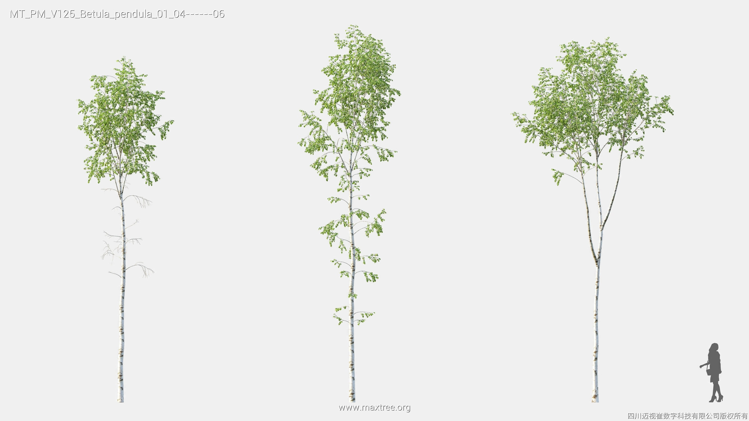 Maxtree Plant Models Vol 125 - Mesh 3D model | CGTrader
