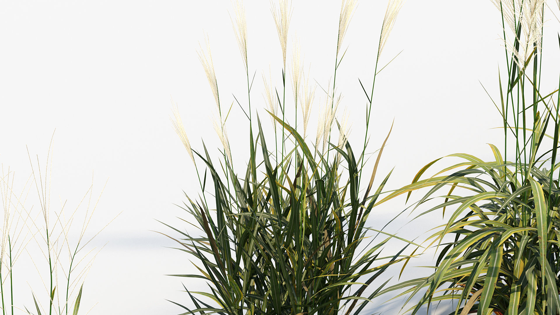 Miscanthus purpurascens Flame grass 3D model | CGTrader