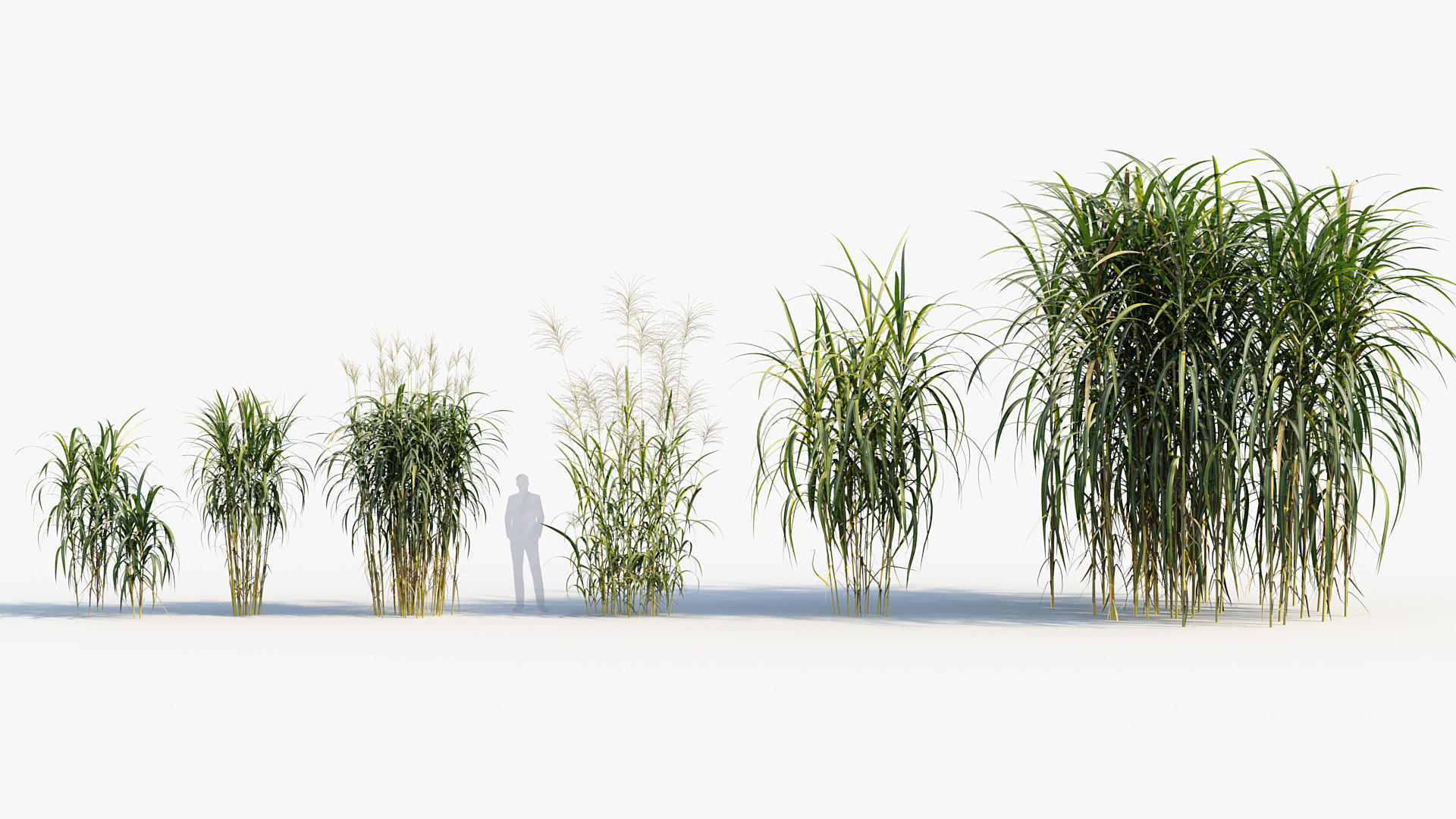 Miscanthus giganteus Giant Miscanthus 3D model | CGTrader